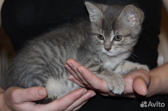 Маленький котёнок в добрые руки