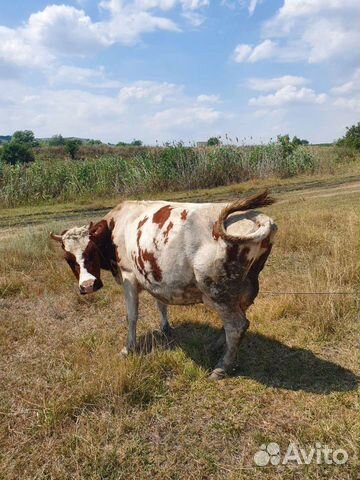 Корова дойная