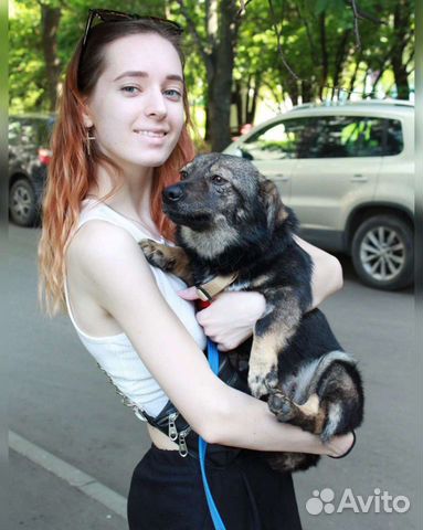 Собака малышка 5 кг ищет дом