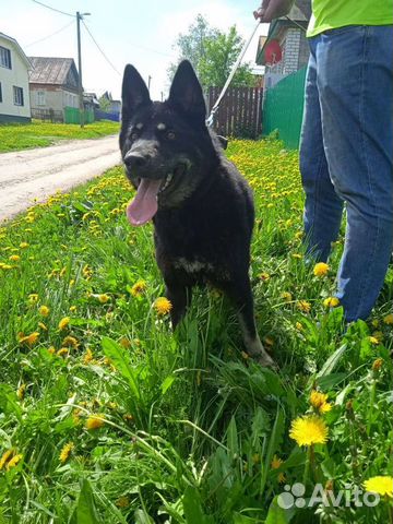 Собака на пристройстве