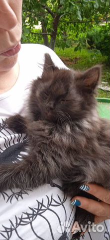 Котенок шоколадная персидская