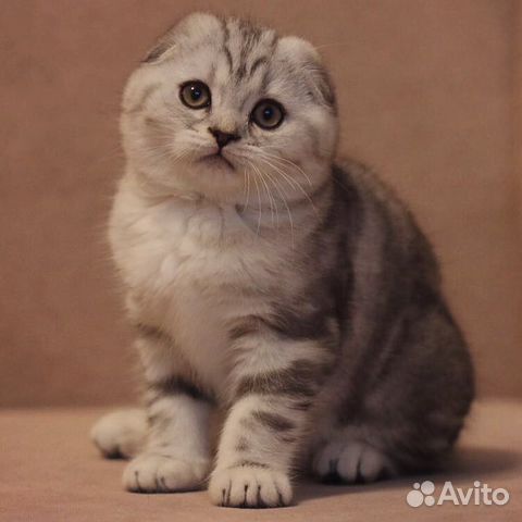Котята шотландские вислоухие и с прямыми ушками