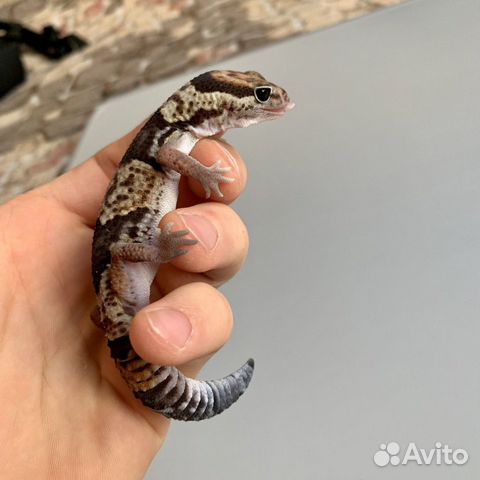 Гемитеконикс