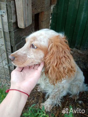 Русский охотничий спаниель вязка