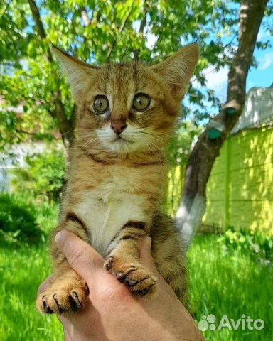 Кошка чаузи ф1