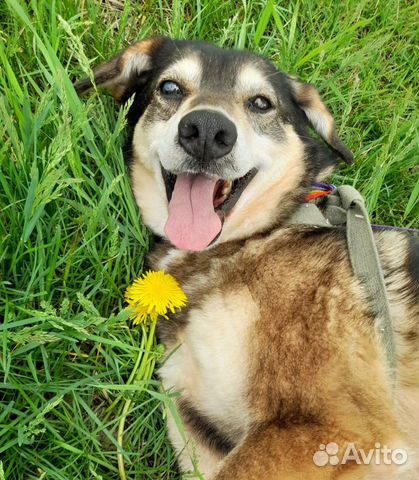 Подарите собаке Кларк счастливую старость