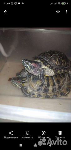 Черепаха красноухая водяная бесплатно