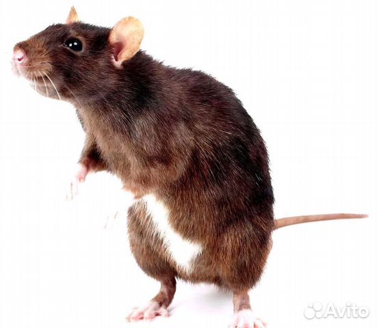 Декоративная крыса