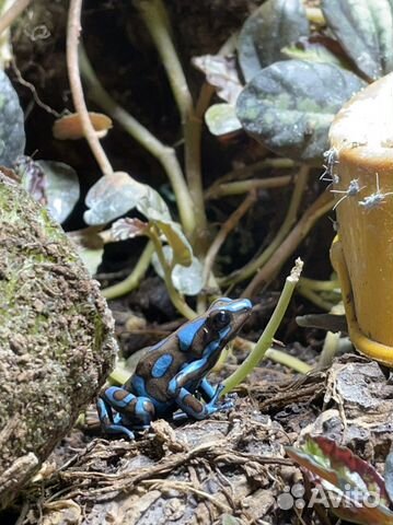 Лягушата Auratus