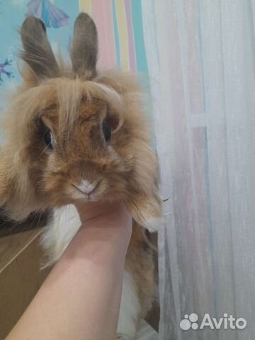 Декоративный кролики