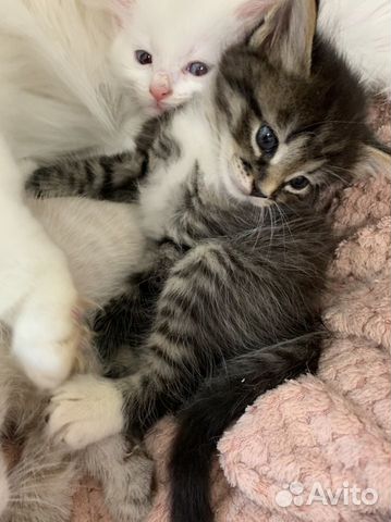 Котенок девочка (метис )