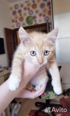 Котенок в добрые руки
