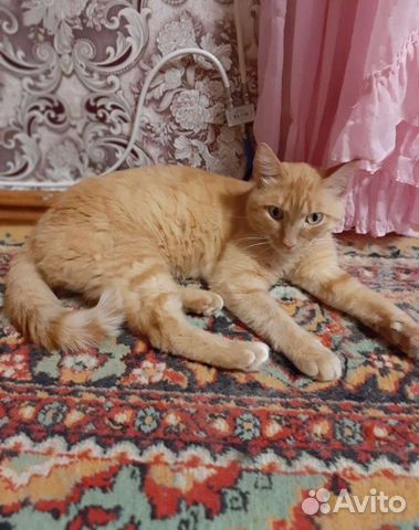 Кошки бесплатно