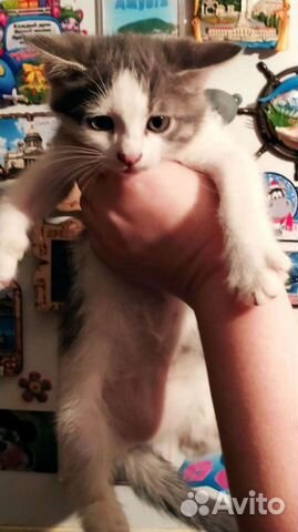 Кошки в добрые руки даром