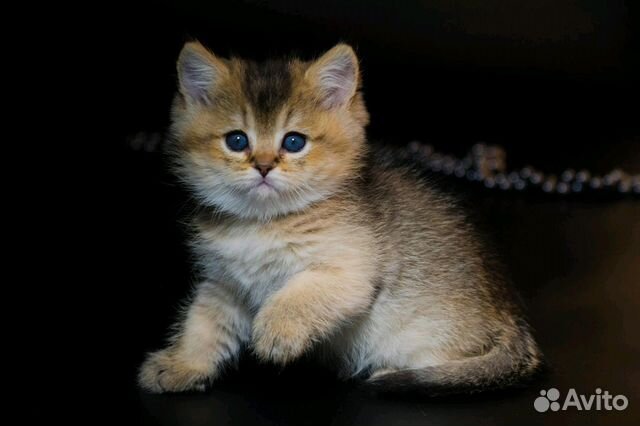 Котик рыженький животик