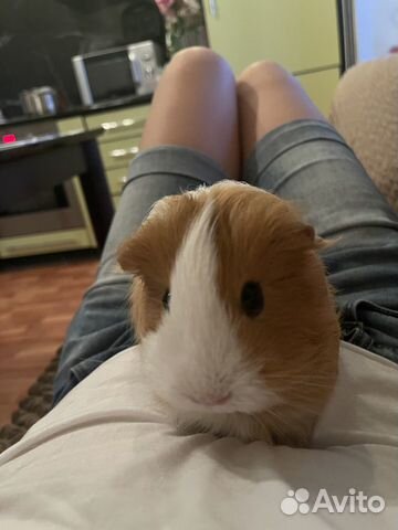 Морская свинка с клеткой бесплатно