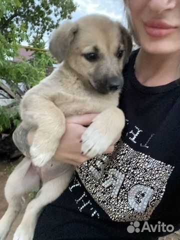 Щенок