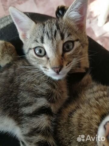 Котик от кошки мышеловки