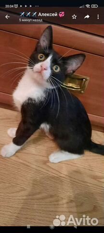 Кошки в добрые руки бесплатно