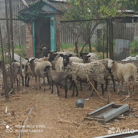 Овцы бараны