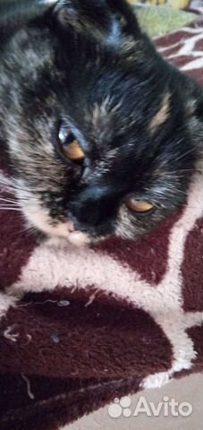 Отдам бесплатно