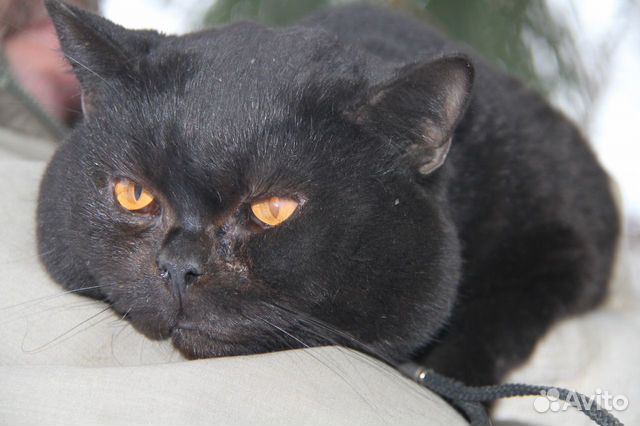 Наполовину британец