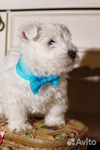 Смелые и добрые мишки