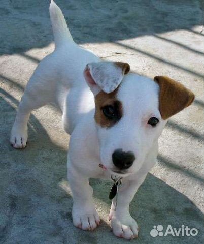 Джек Рассел терьер