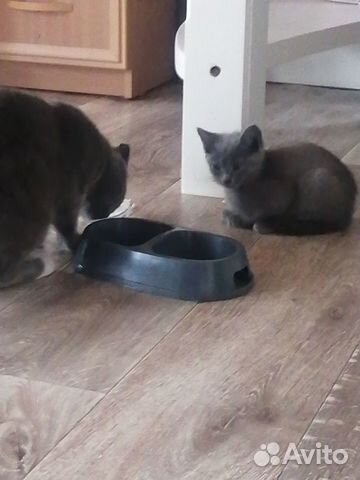 Шотландские котята