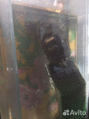 Черепаха бесплатно