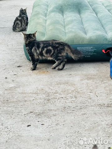 Котята 2,5 месяца