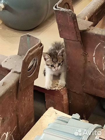 Котята и кошки 170 котят и кошек sos