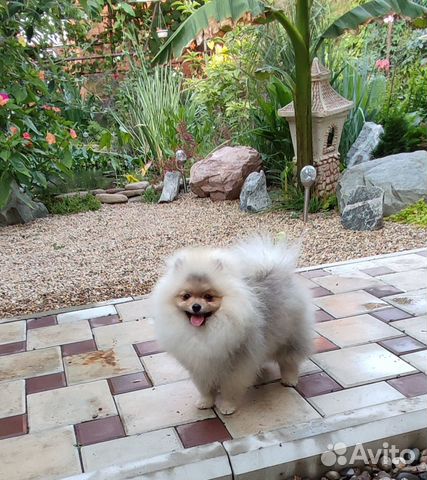 Померанский Шпиц мальчик