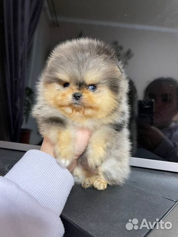 Померанский шпиц мерле