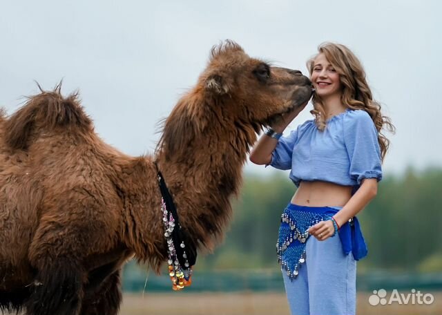 Верблюд самец