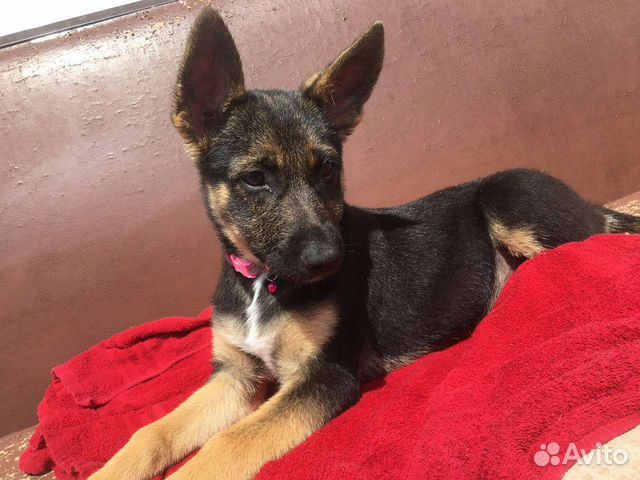 Щенок-овчароид в дар