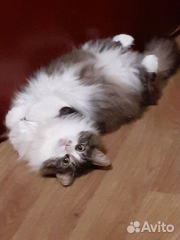 Кошечка в хорошие руки