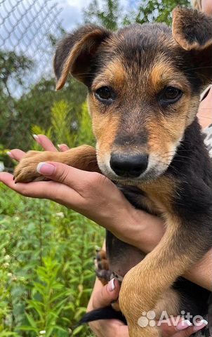 Пацаны в добрые руки