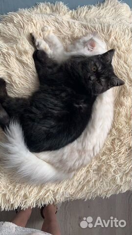 Отдам в добрые руки кошек породистых