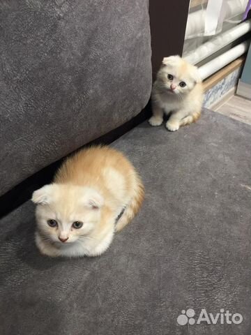 Шотландская