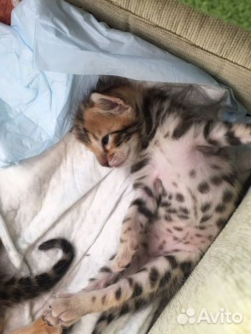 Бенгальская