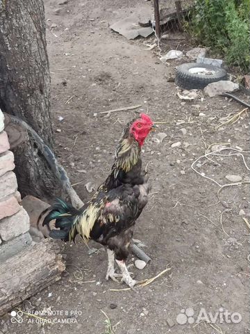 Бойцовые петухи