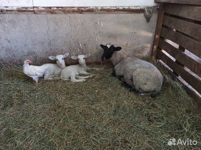 Ярокчи,ягнята