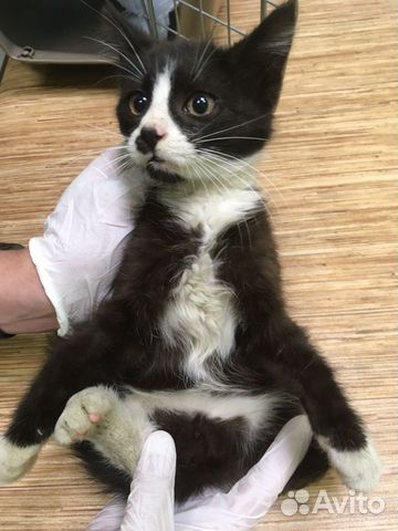 Котенок чудесный 2,5 месяца