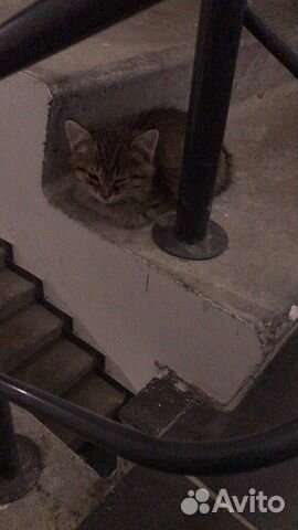 Кошки