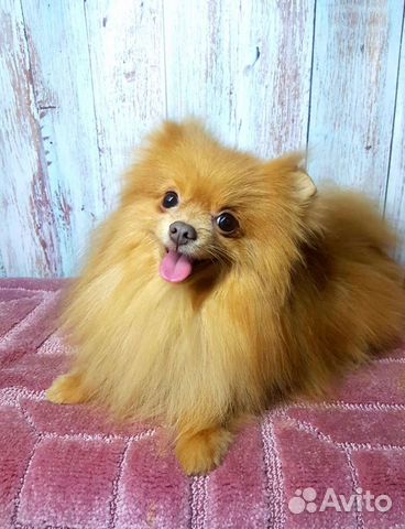 Шпиц Мальчик