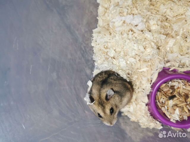 Джунгарский хомяк бесплатно