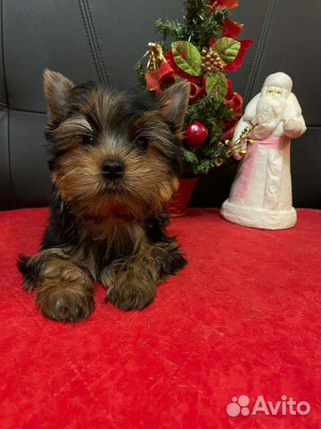 Йоркширский терьер щенки большой выбор