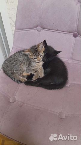 Котята в добрые руки, мальчи и девочка