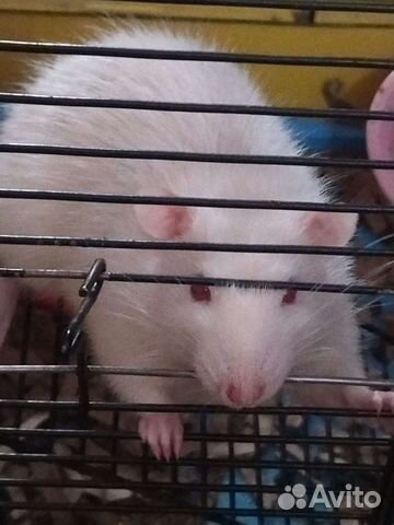 Крыса дамбо